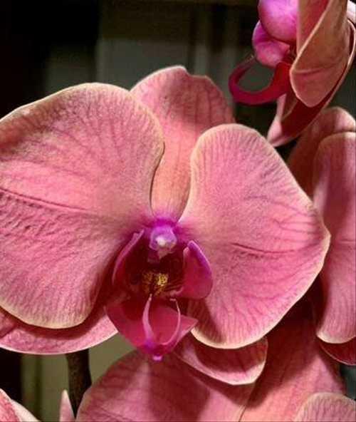 Орхидея фаленопсис “Asian coral”