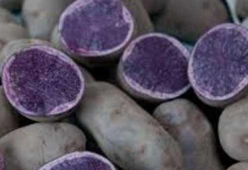 Картофель на посадку фиолетовый