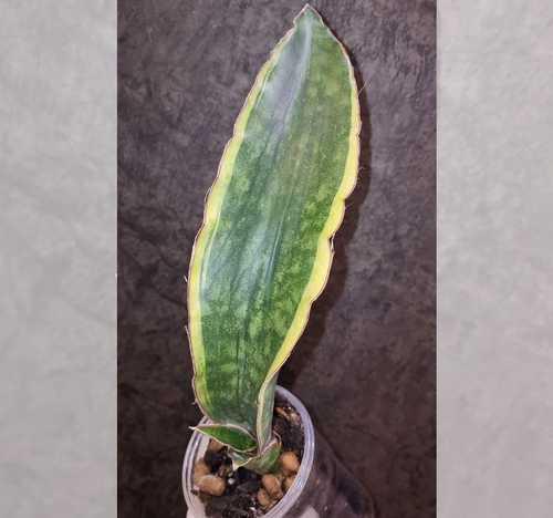 Сансевиерия Драгон Жаде, Sansevieria Dragon Jade