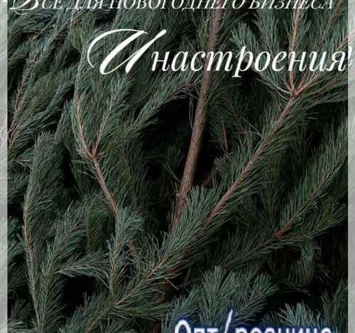 Живые ёлки оптом/ самая выгодная цена