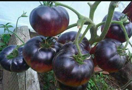 Семена урожайного томата Black Beauty
