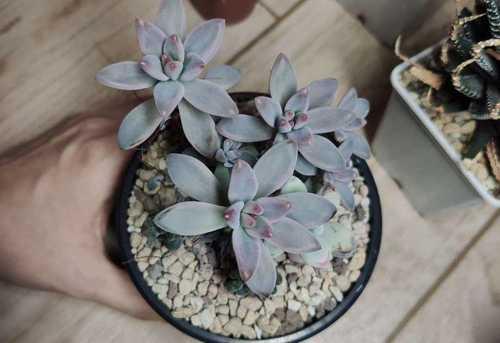 Садик Граптоседум Graptosedum Суккуленты