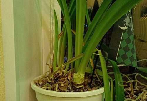 Растение для дома гиппеаструм