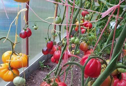 Рассада томатов для теплицы