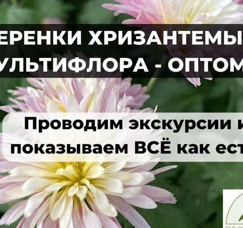 Черенки хризантемы мультифлора для бизнеса