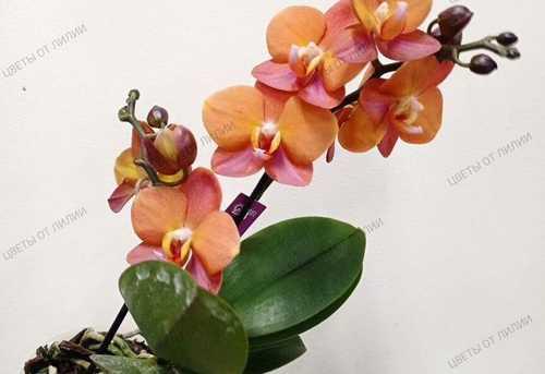 Фаленопсис Луна Гил, два цветоноса, орхидея