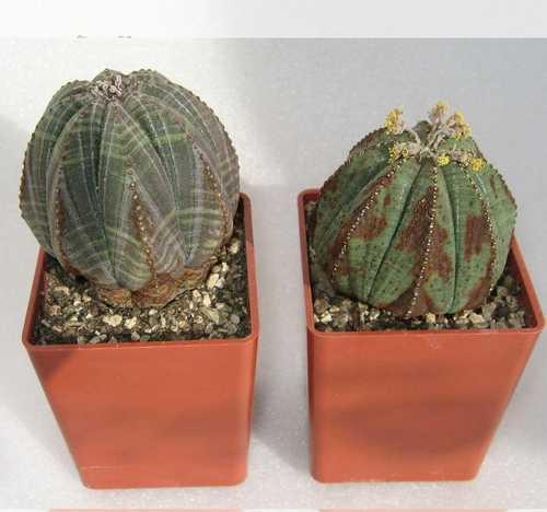 Суккуленты Euphorbia obesa. Регулярно цветут