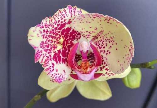 Цветет. Полубабочка крупноцветковая. Орхидея