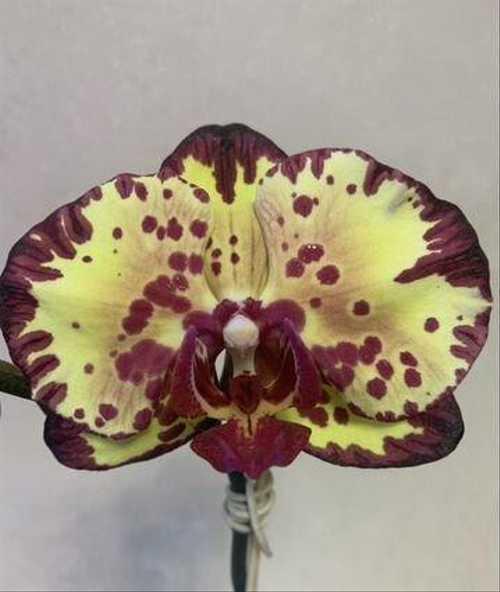 Орхидея фаленопсис Phal. Miki Crown