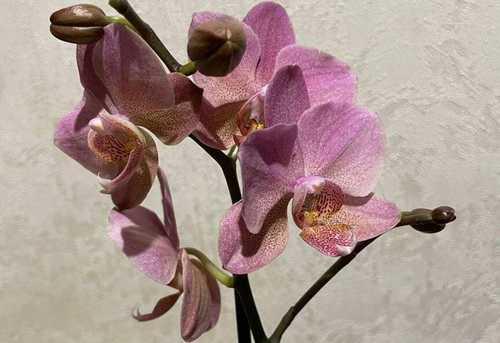 Орхидея фаленопсис Treviso \ Тревизо