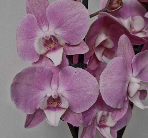 Орхидея Jolie 2 цветоноса
