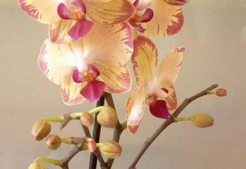 Орхидеи типа попугай и полька дотс
