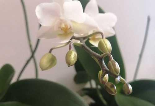 Орхидея мультифлора Soft Cloud