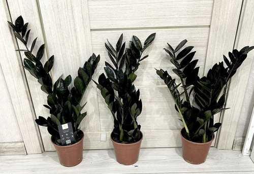 Замиокулькас Равен (Zamioculcas Raven)