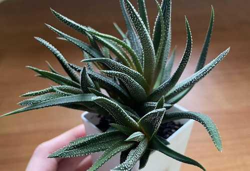 Суккулент Haworthia fasciata в белом горшочке