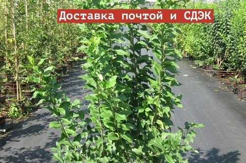 Бересклет европейский