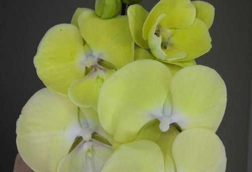 Орхидея Limoncello Kiss