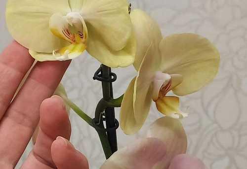 Орхидея фаленопсис Карина/Голденривер/Афр.закат