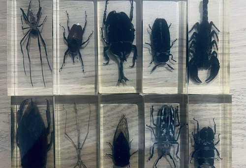 Коллекция насекомых в акриле