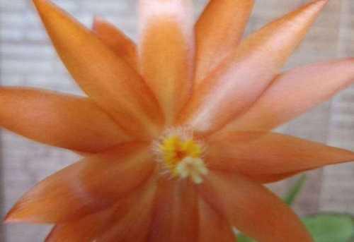 Рипсалидопсис - пасхальный кактус