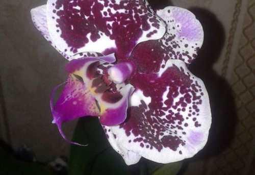 Орхидея цветущая фаленопсис