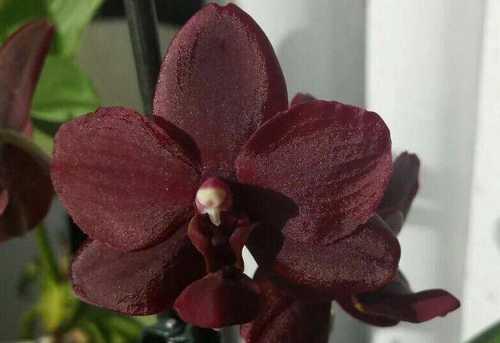 Орхидея фаленопсис Black bird