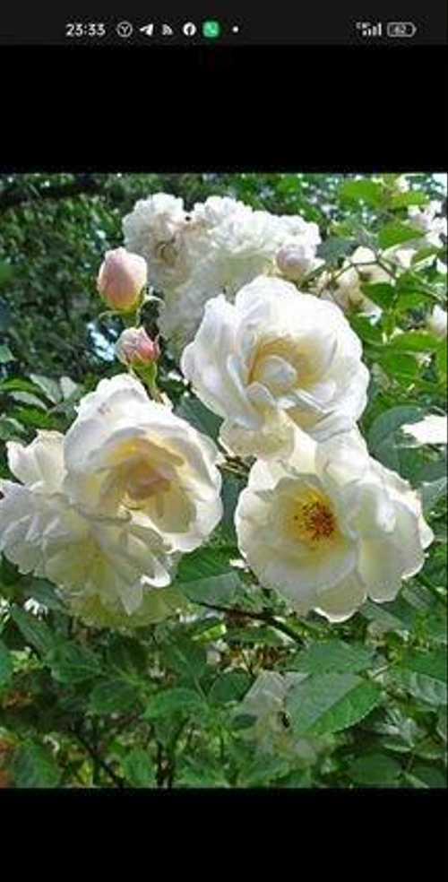 Душистая белая роза