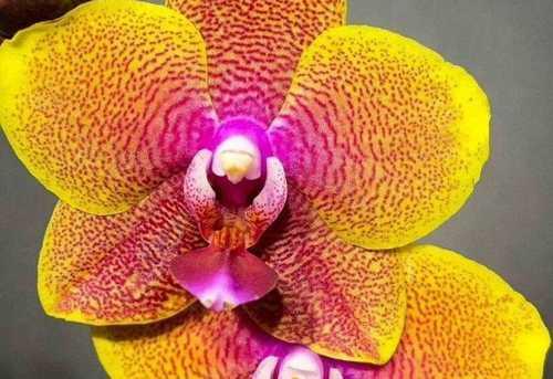 Орхидея Фаленопсис Sogo Lawrence