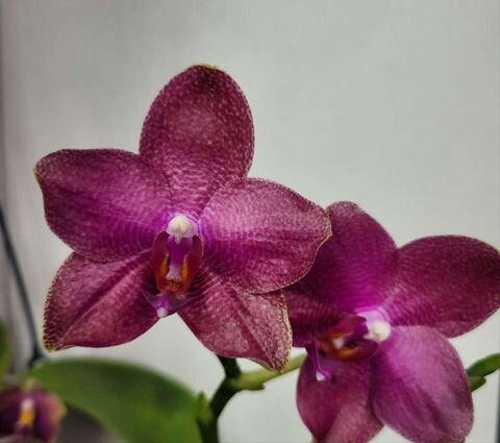 Орхидея фаленопсис гибрид Mituo Sun