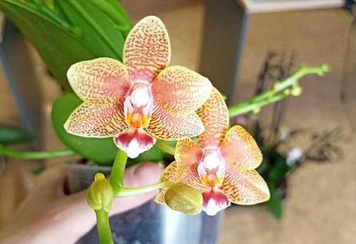 Орхидея фаленопсис Masterpiece ароматная