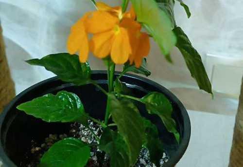 Кассандра многолетнее комнатное растение