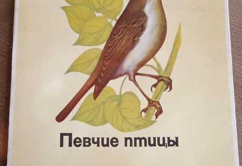Набор сувенирный, певчие птицы