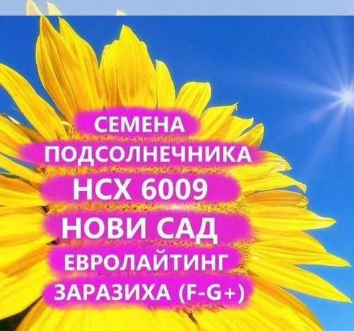 Семена подсолнечника нсх 6009 Гибрид нс, Волгоград