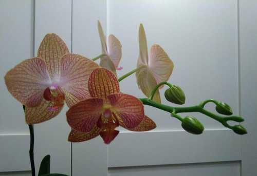 Орхидея фаленопсис ravello