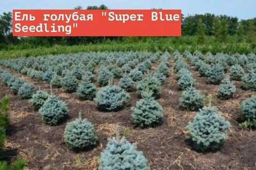 Ель голубая Super Blue Seedling /С35 100-120 см