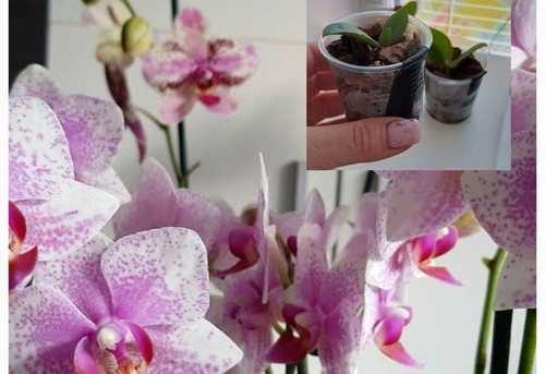 Орхидея фаленопсис Роттердам