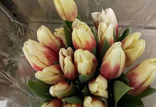 Цветы тюльпаны розница