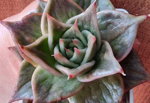 Echeveria Jade Star vаriеgаtеd / gold корея