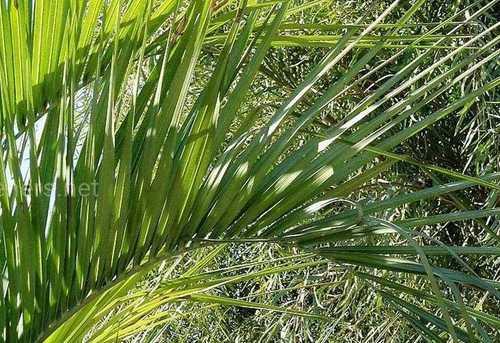 8 видов пальм набор семян