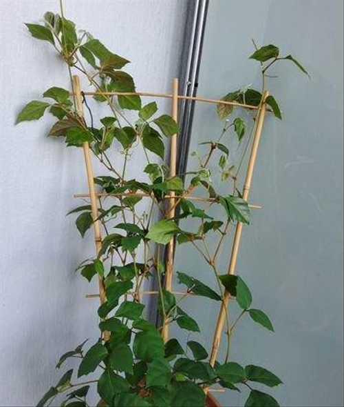 Циссус-березка комнатное растение