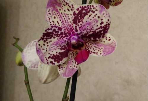 Орхидея фаленопсис Европа цветущие