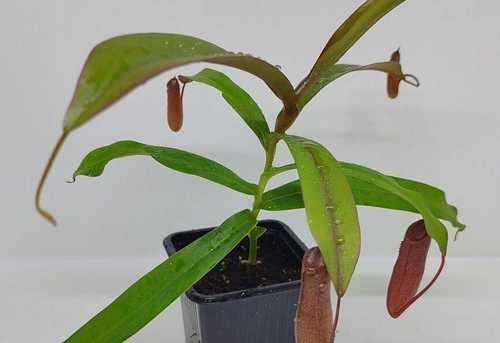 Непентес Сангвинея (Nepenthes sanguinea)