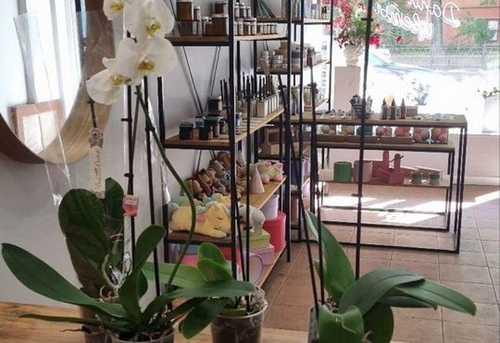 Орхидея фаленопсис 5 шт отцветшие