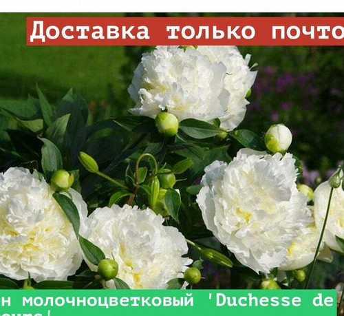 Пион молочноцветковый duchesse de nemours фото