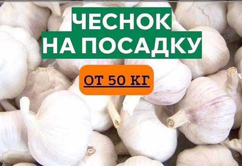 Чеснок на посадку