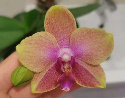 Орхидея фаленопсис phal. Sandra