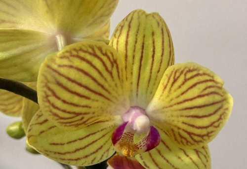 Орхидея Lima цветущая