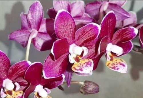 Сортовая орхидея фаленопсис Сranberry Cha-Cha