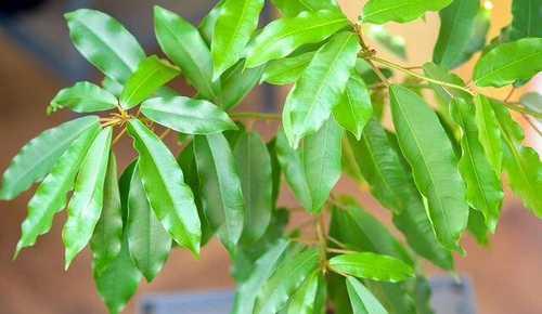 Фикус Формозана Максим (Ficus Formosana Maxim)