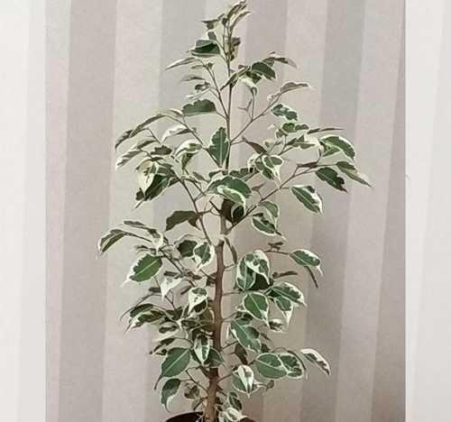 Фикус бенджамина